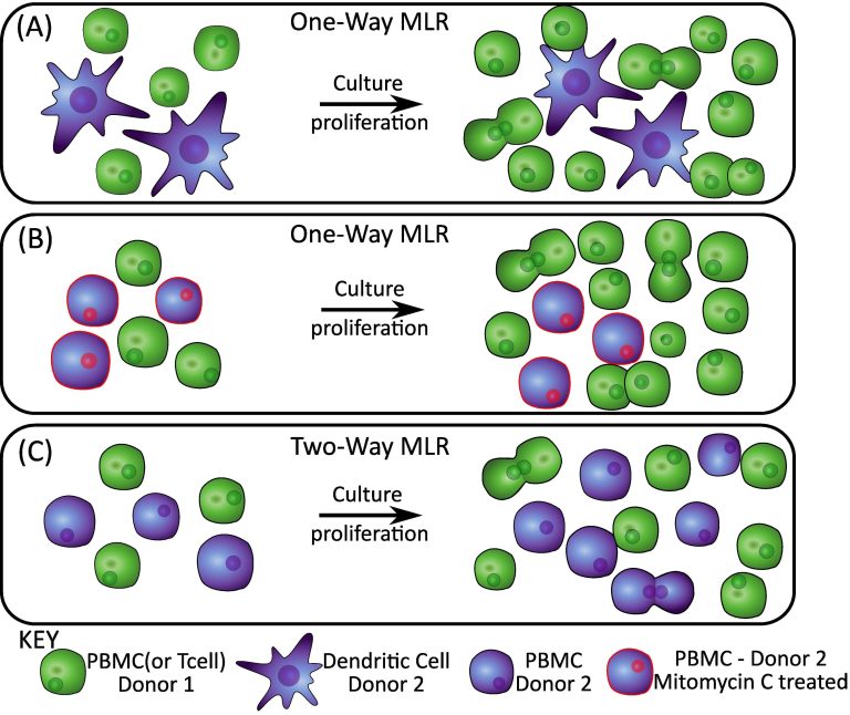 Mixed Lymphocyte Reactions | Mixed Lymphocyte Reaction