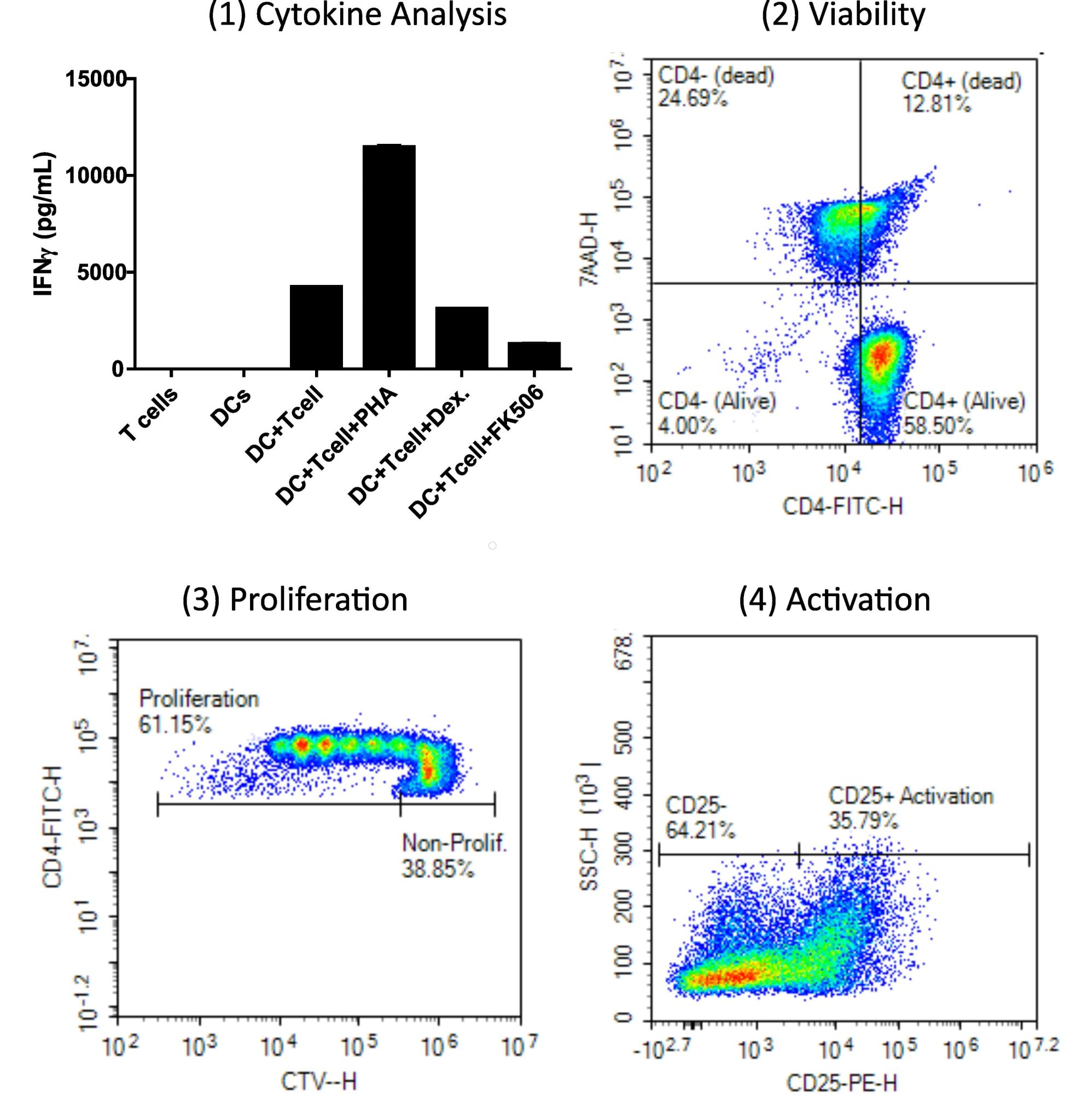 Mixed Lymphocyte Reactions | Mixed Lymphocyte Reaction