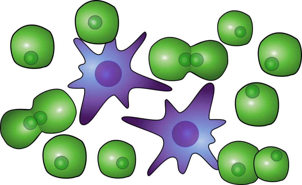 Articles | Mixed Lymphocyte Reaction | Xeno Diagnostics