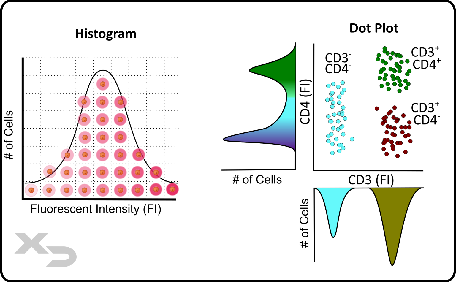 Mixed Lymphocyte Reactions | Mixed Lymphocyte Reaction
